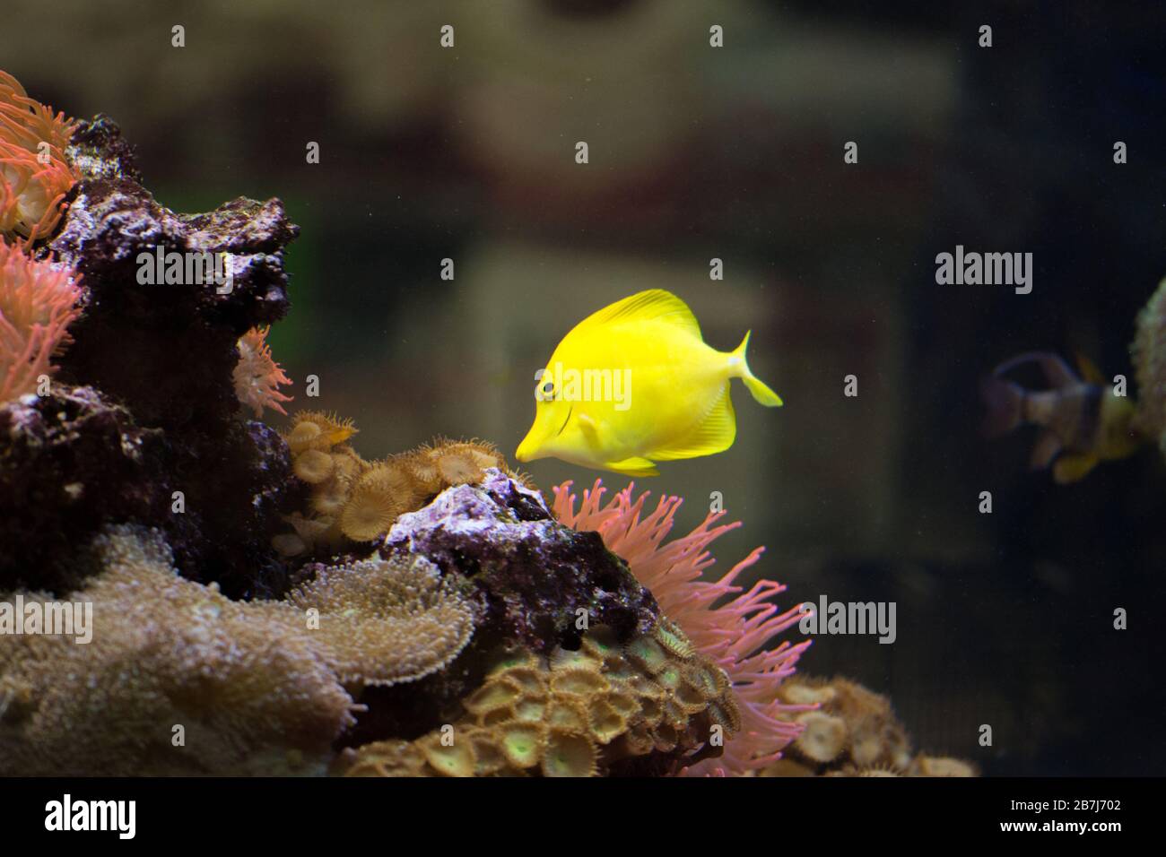 The yellow tang (Zebrasoma flavescens), salt water yellow aquarium fish ...