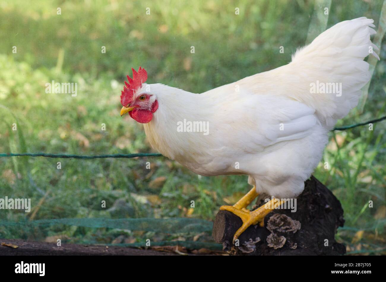 Chicken in bio farm. Hen in farm. Hen on field freely grazing on a ...