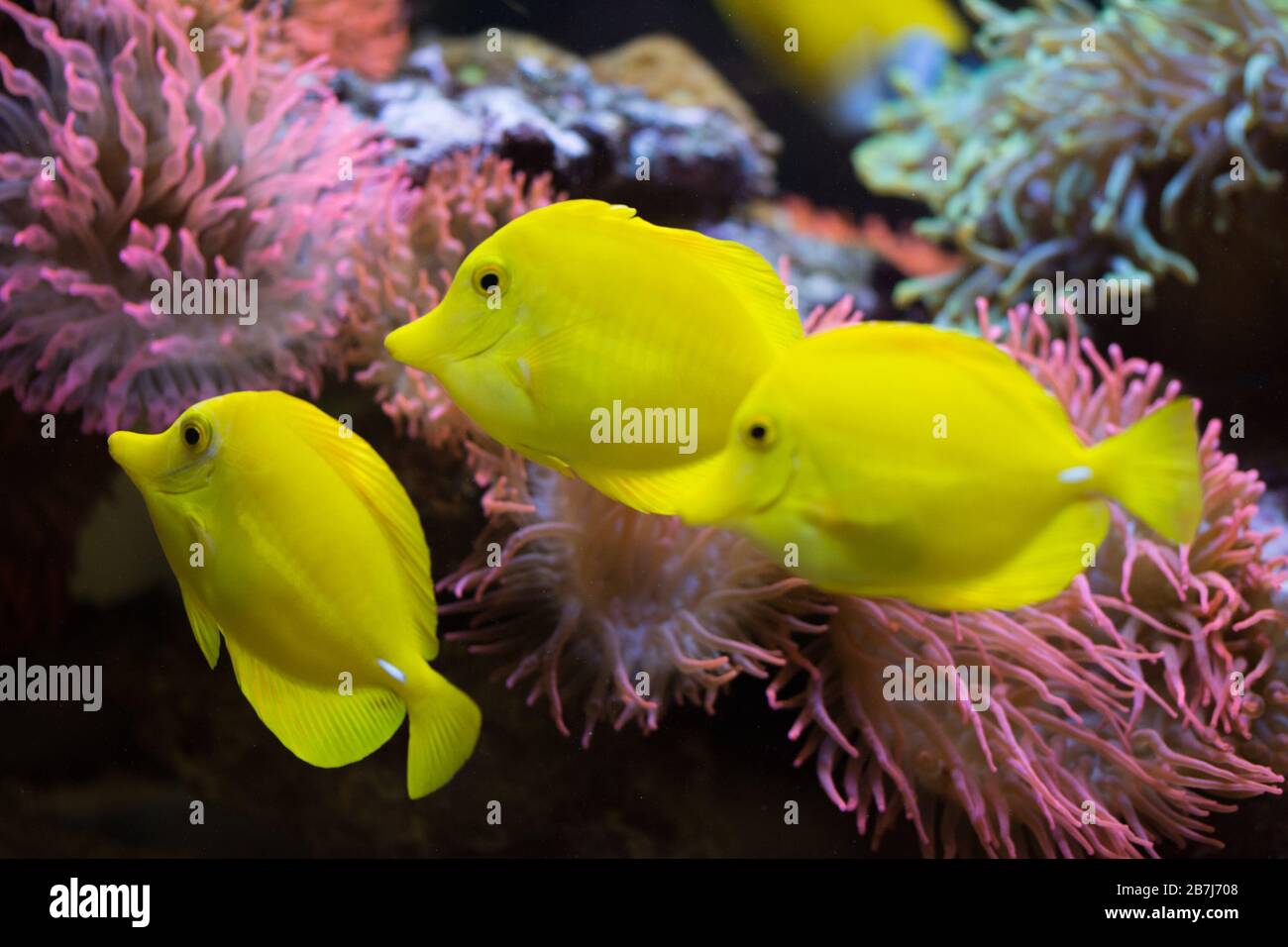 The yellow tang (Zebrasoma flavescens), salt water yellow aquarium fish ...