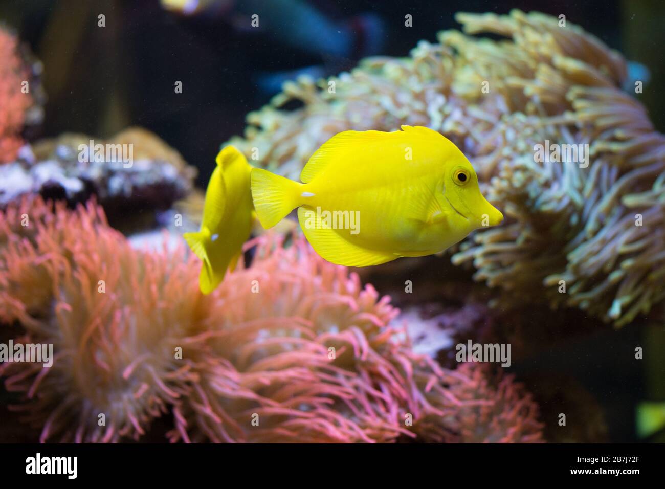 The yellow tang (Zebrasoma flavescens), salt water yellow aquarium fish ...