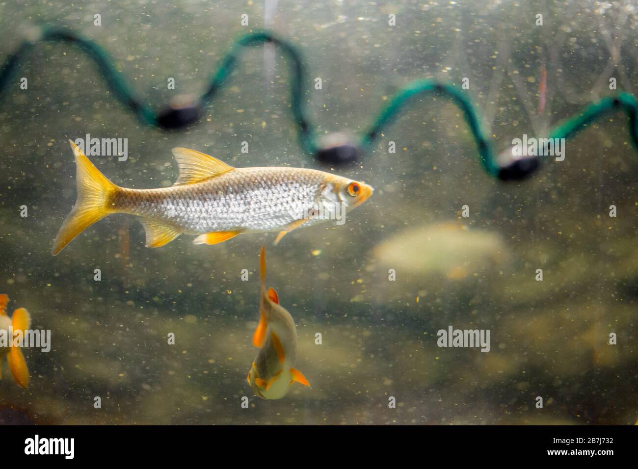 The common rudd - Scardinius erythrophthalmus. Fish from Europe and ...