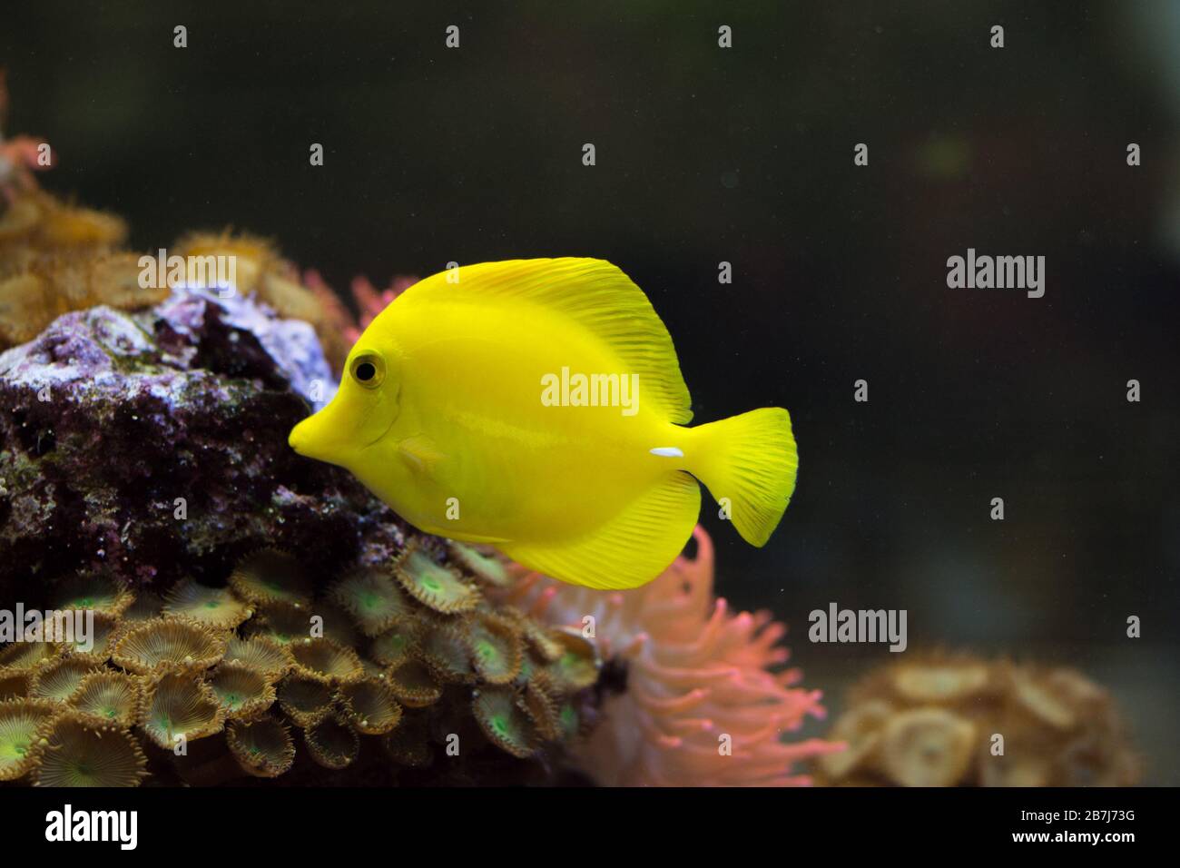 The yellow tang (Zebrasoma flavescens), salt water yellow aquarium fish ...