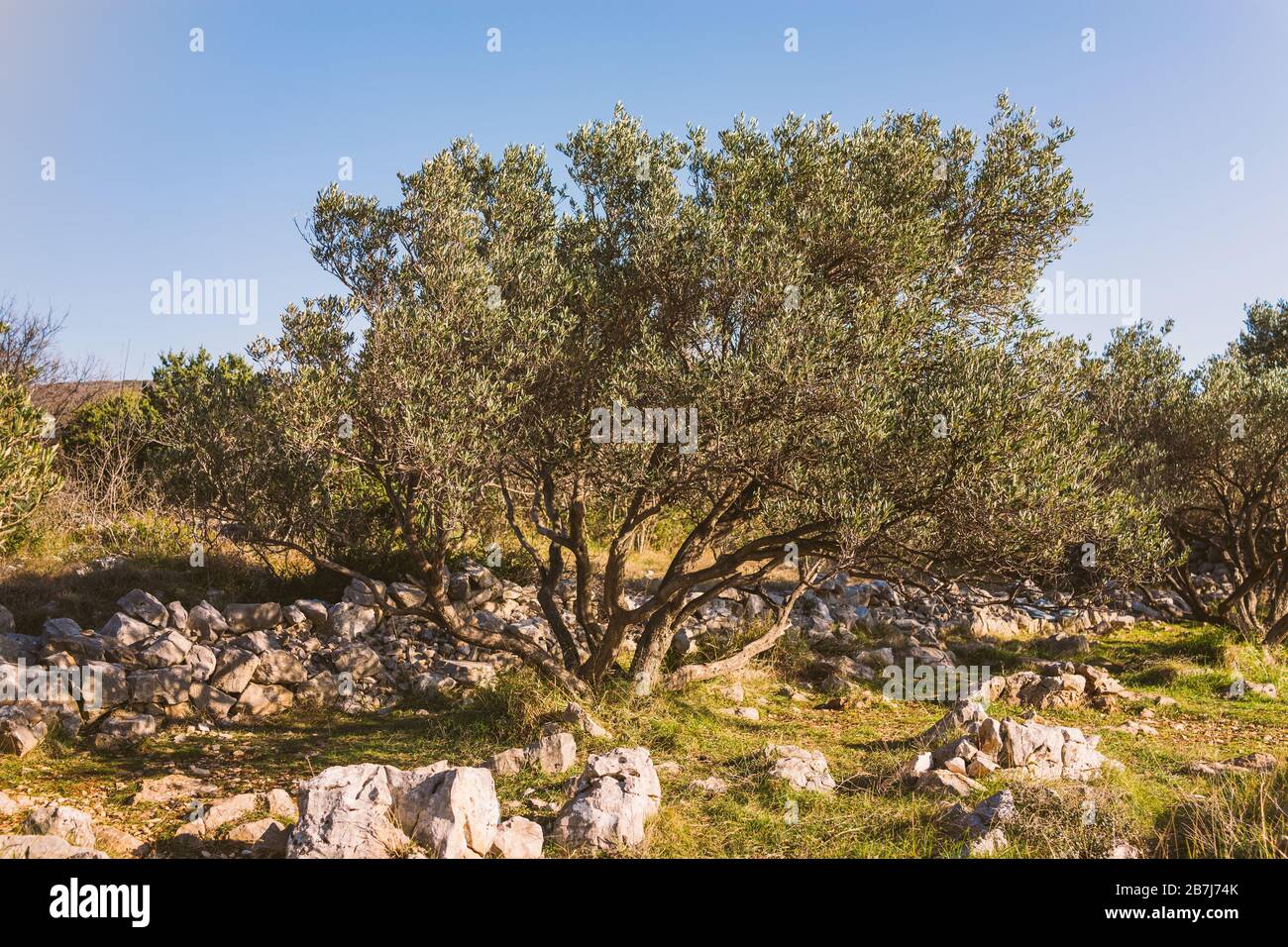 Olive tree in Croatia Stock Photo - Alamy