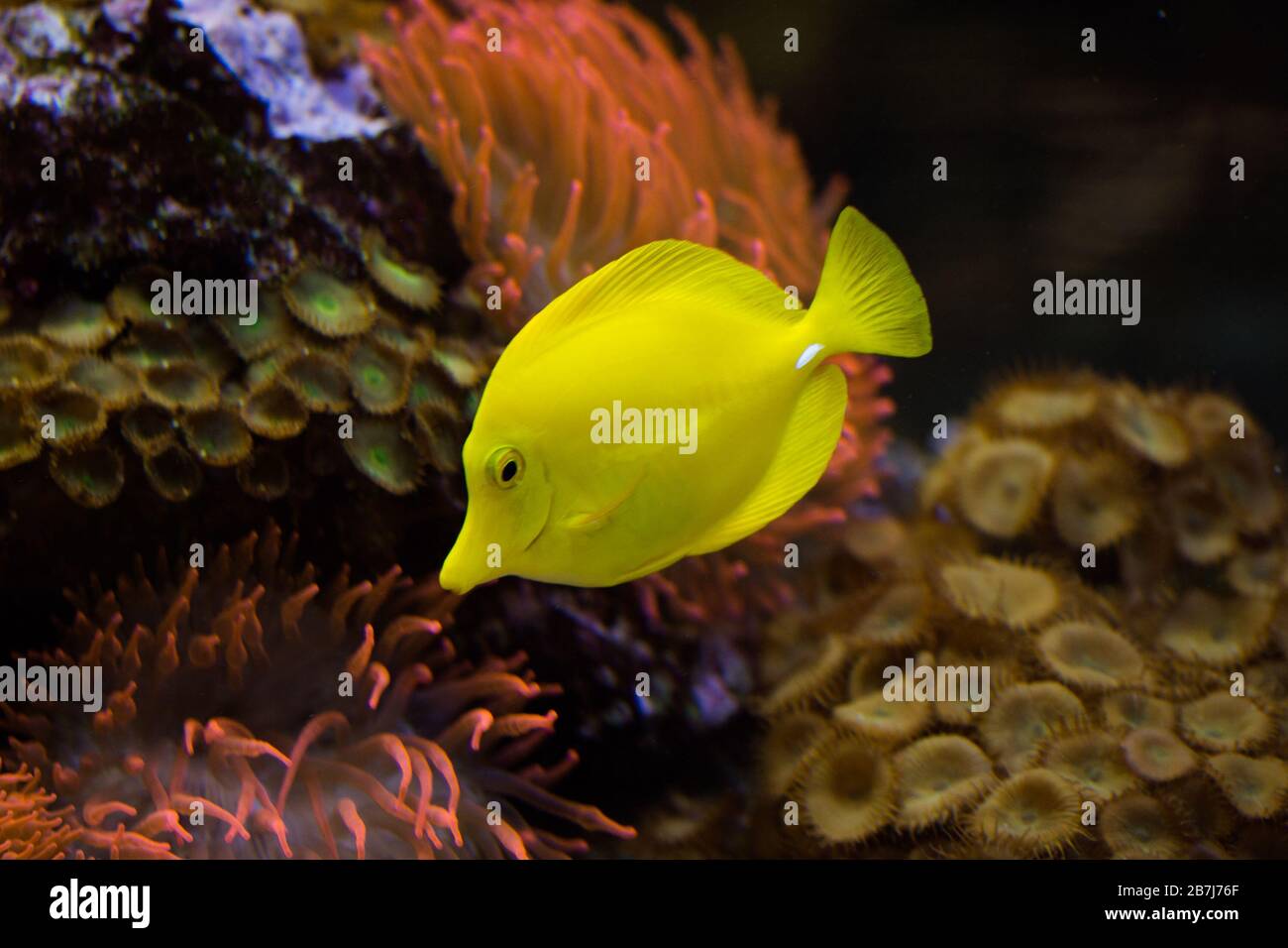 The yellow tang (Zebrasoma flavescens), salt water yellow aquarium fish ...