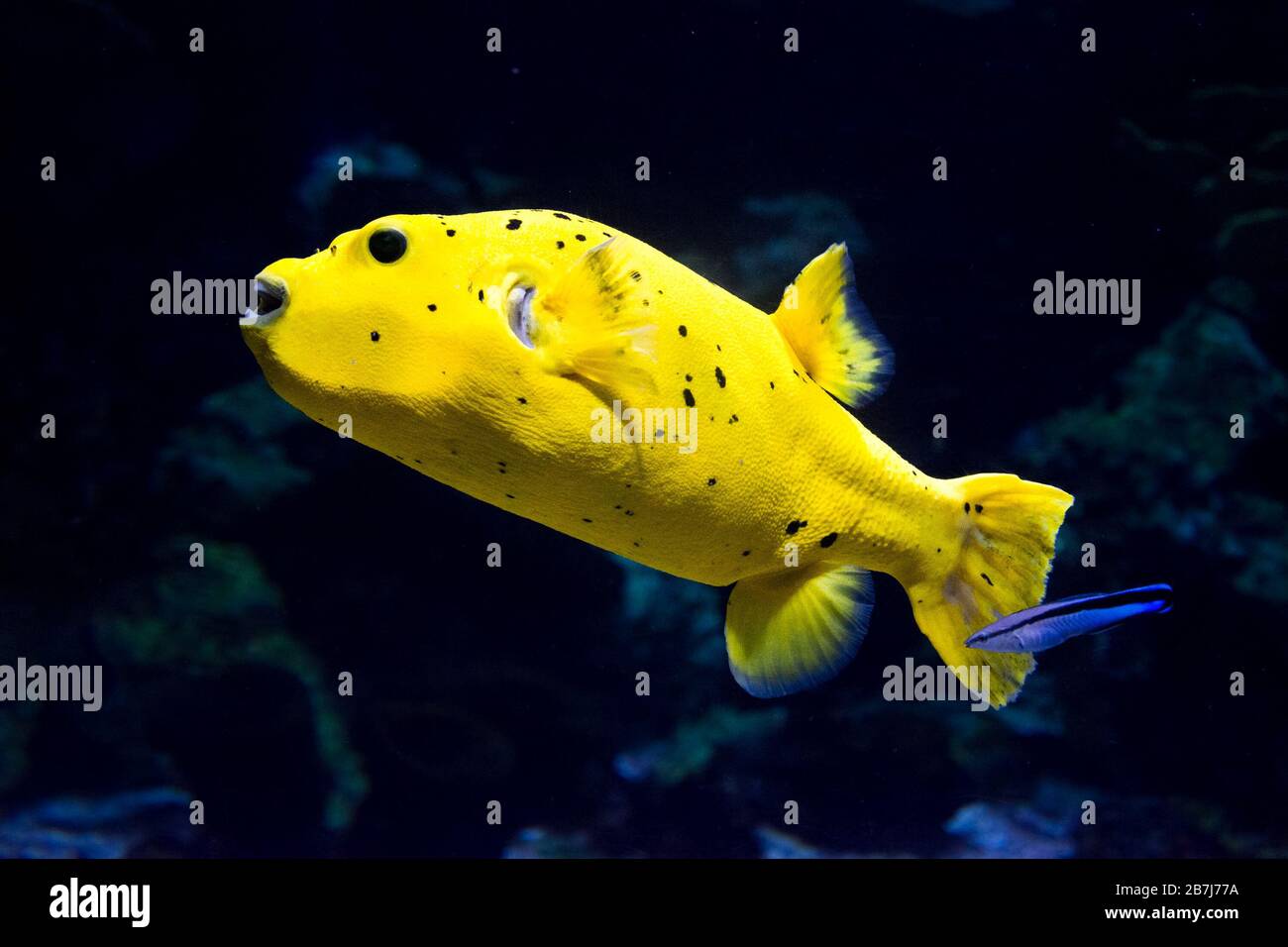 The blackspotted puffer (Arothron nigropunctatus). The dog-faced puffer ...
