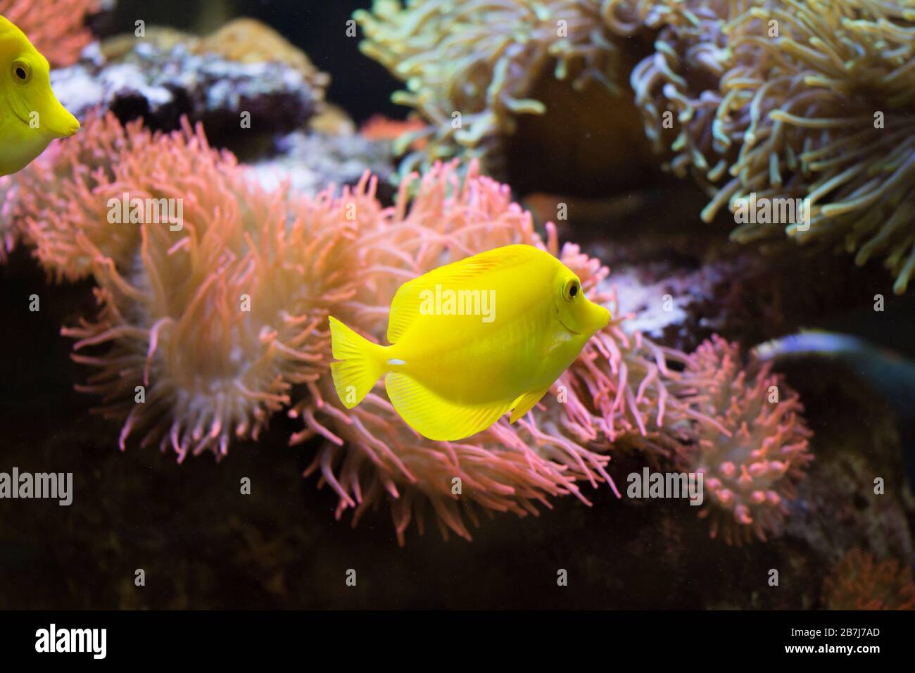 The yellow tang (Zebrasoma flavescens), salt water yellow aquarium fish ...