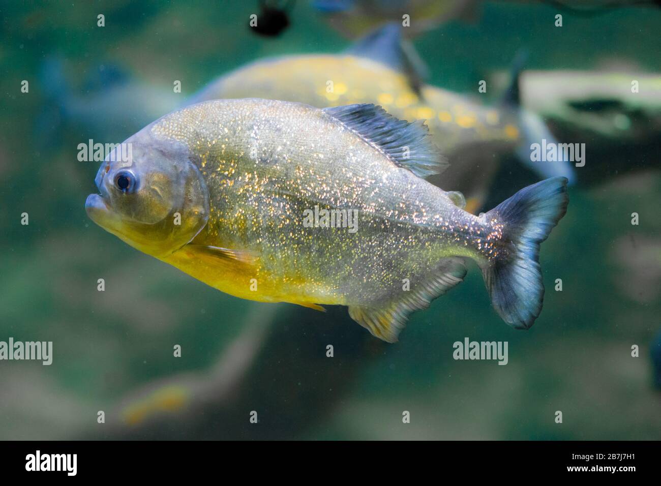 The red-bellied piranha, the red piranha (Pygocentrus nattereri Stock ...