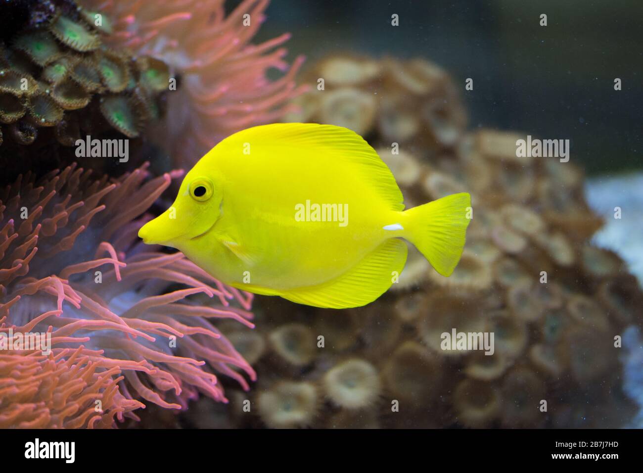 The yellow tang (Zebrasoma flavescens), salt water yellow aquarium fish ...