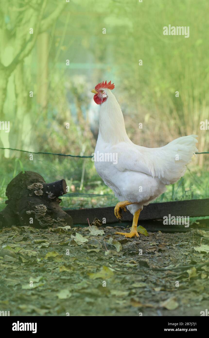 Friendly white hen in a farmyard. Hen in free breeding. White hen on ...