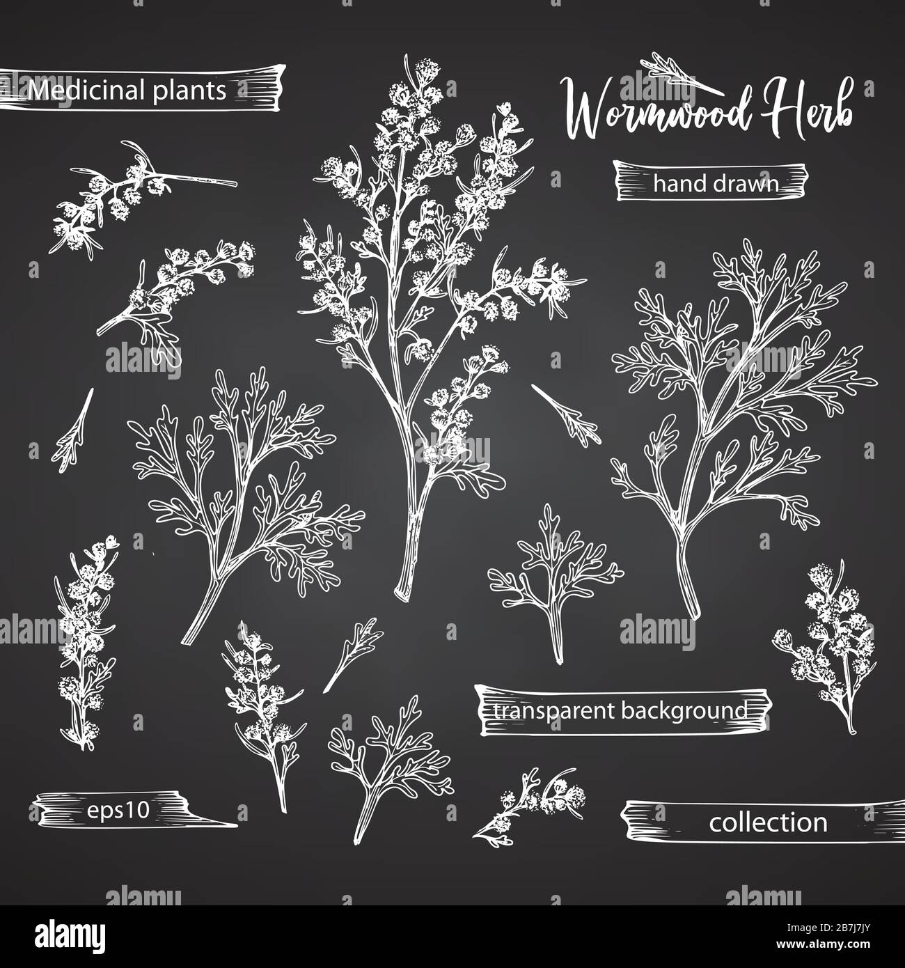 Wormwood herb Stock Vector Images - Alamy