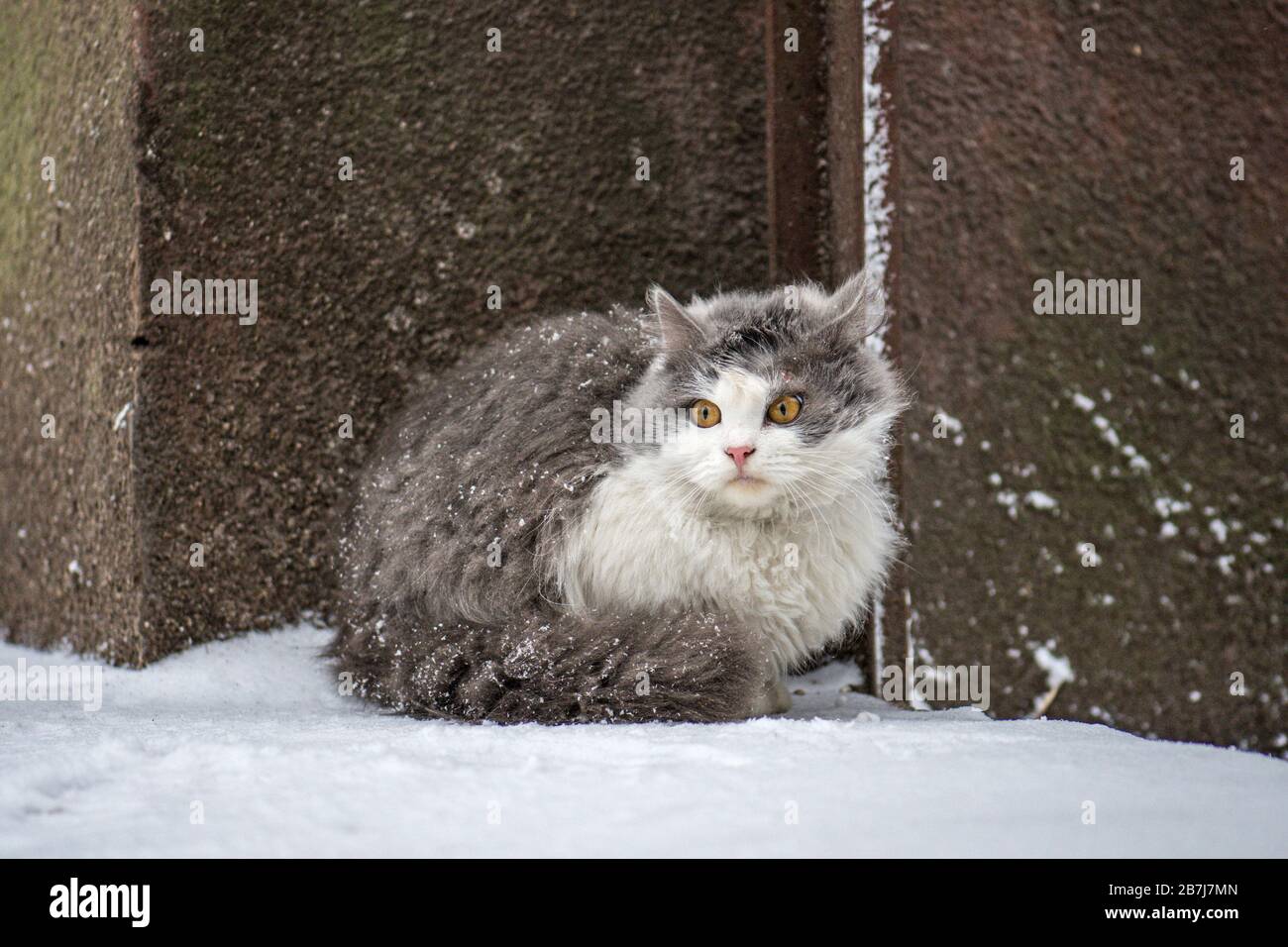 Cat in nature. The cat first sees snow in the winter Stock Photo - Alamy