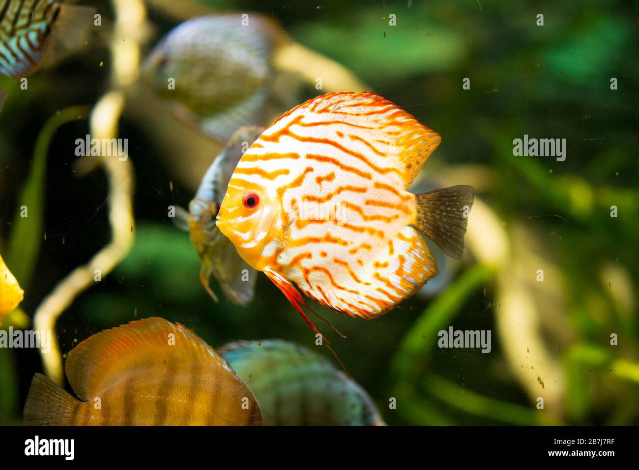 Black diamond cichlid hi-res stock photography and images - Alamy