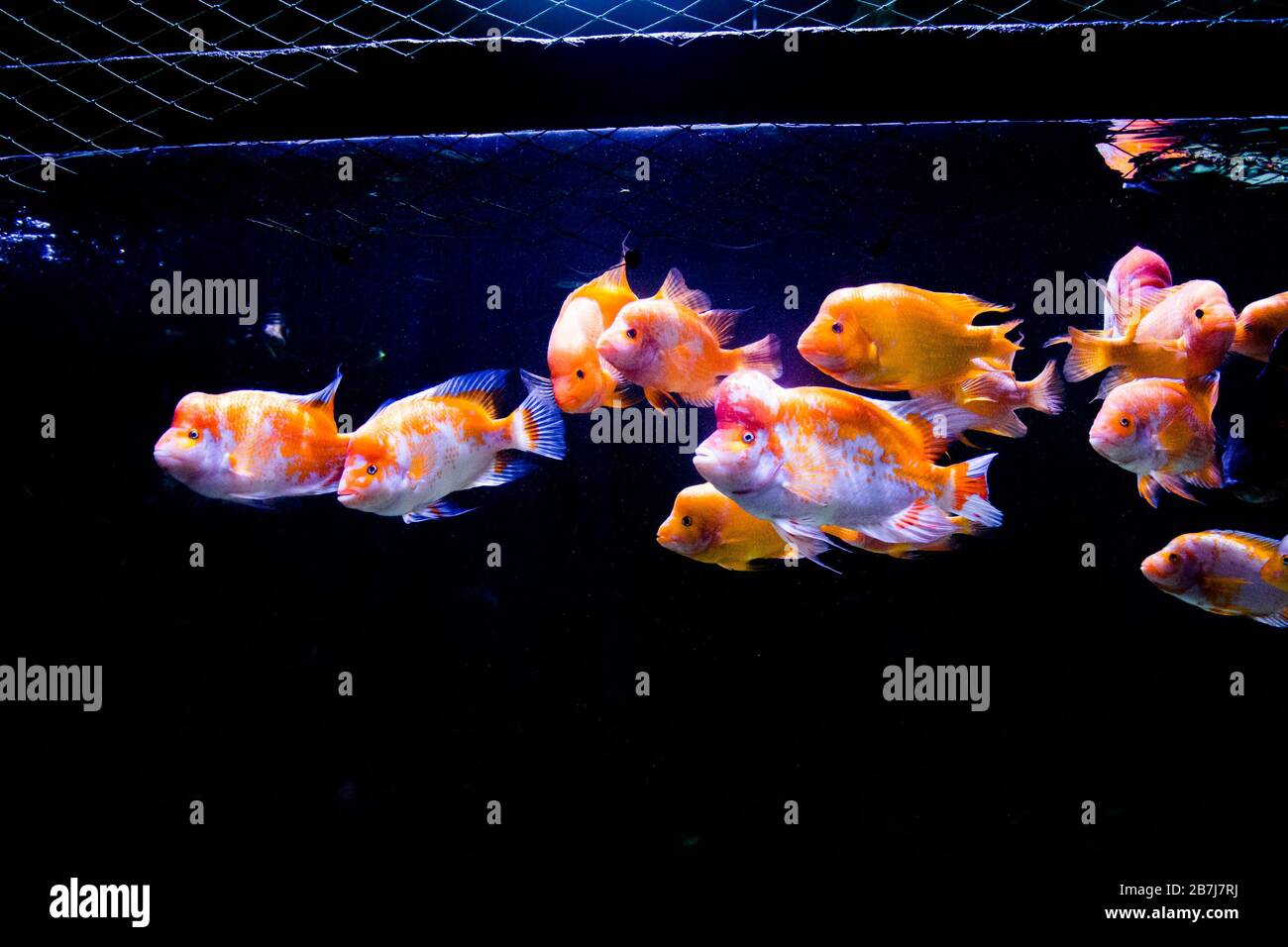 Midas cichlid in aquarium, Amphilophus citrinellus from America Stock ...