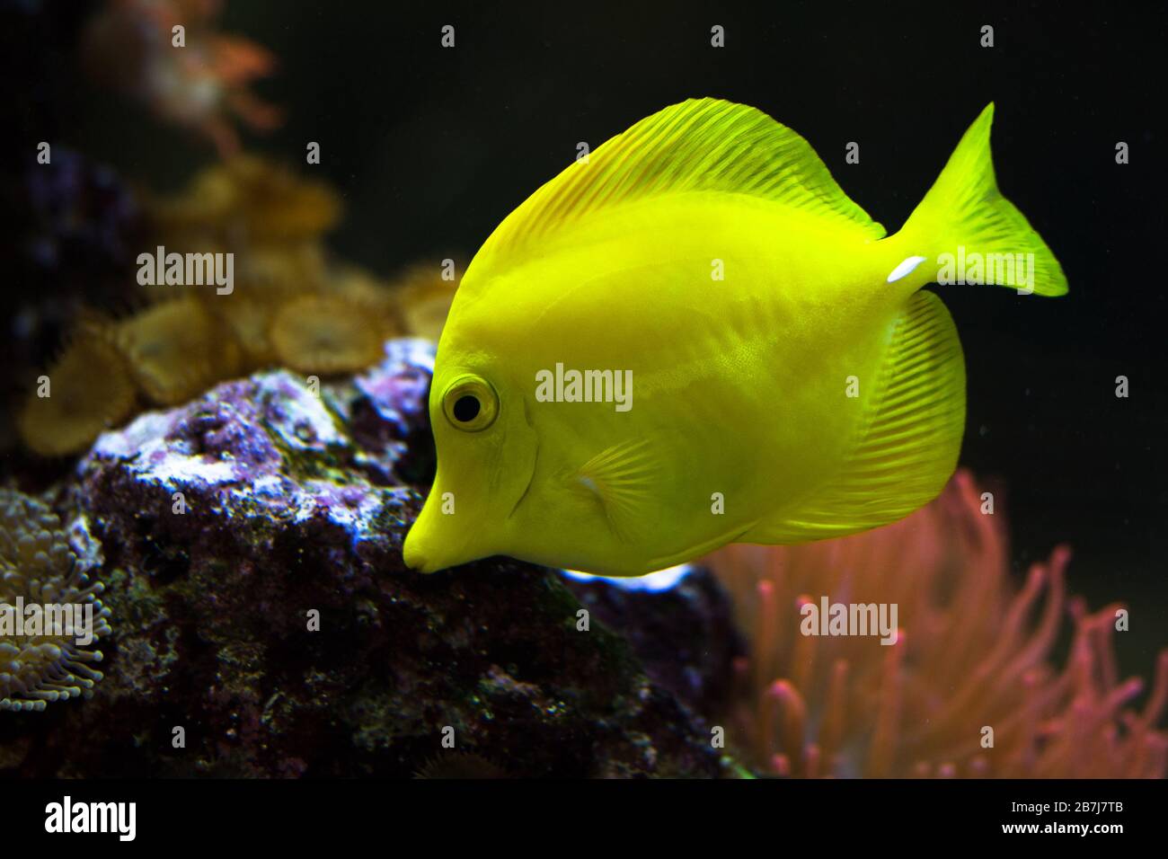 The yellow tang (Zebrasoma flavescens), salt water yellow aquarium fish ...