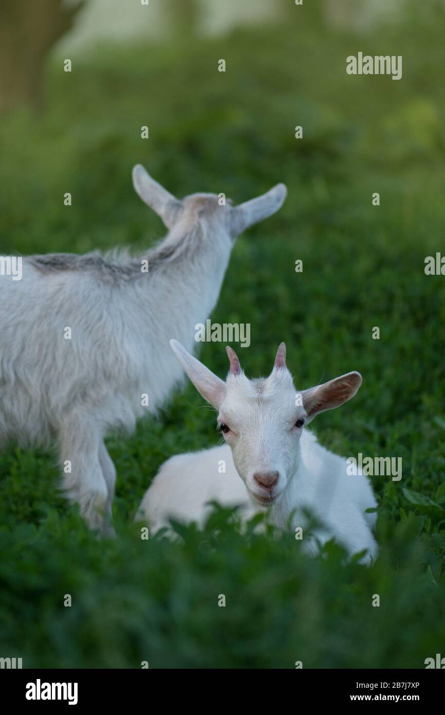 Group of goats with baby goats. Local family goats in the yard village ...