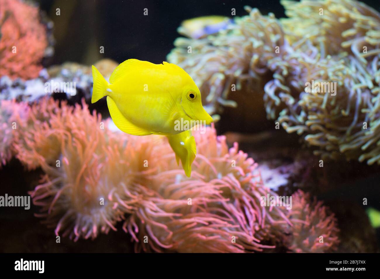 The yellow tang (Zebrasoma flavescens), salt water yellow aquarium fish ...