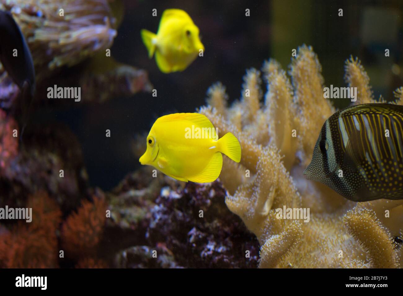 The yellow tang (Zebrasoma flavescens), salt water yellow aquarium fish ...