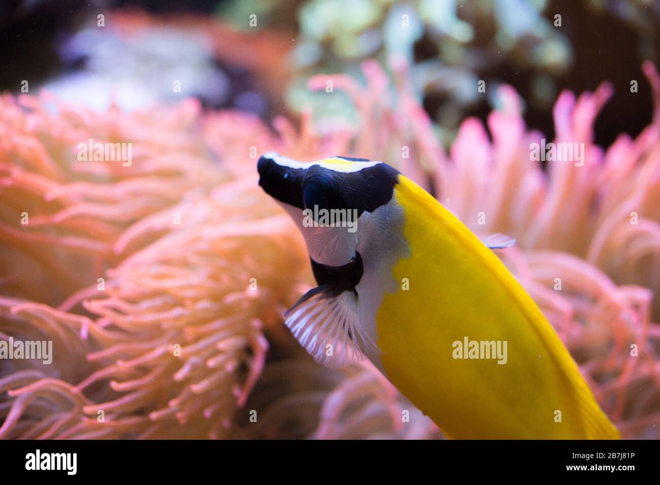 The foxface rabbitfish (Siganus vulpinus). Tropical marine aquarium ...