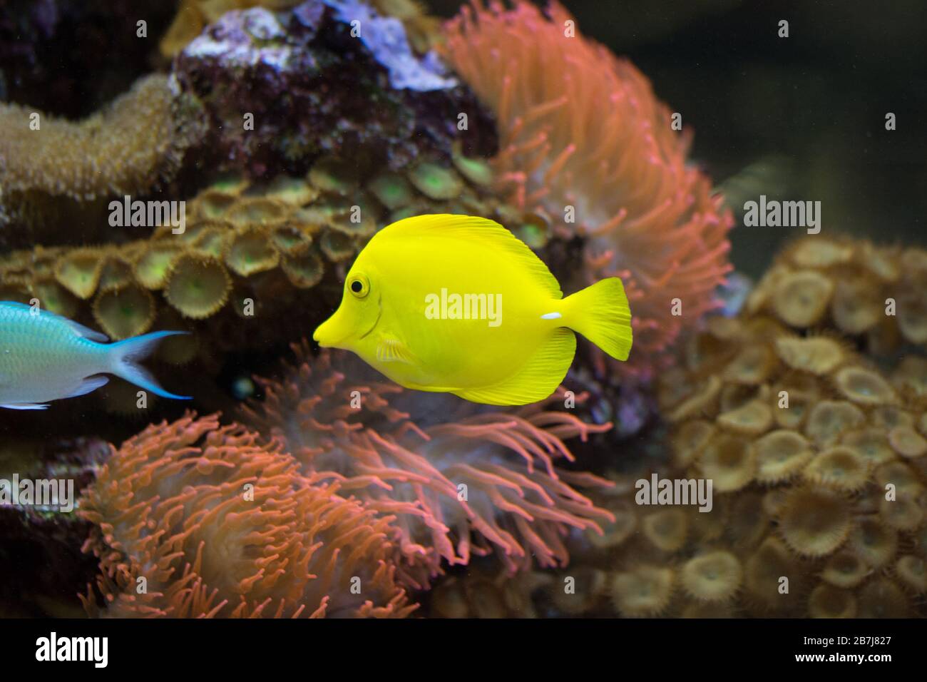 The yellow tang (Zebrasoma flavescens), salt water yellow aquarium fish ...