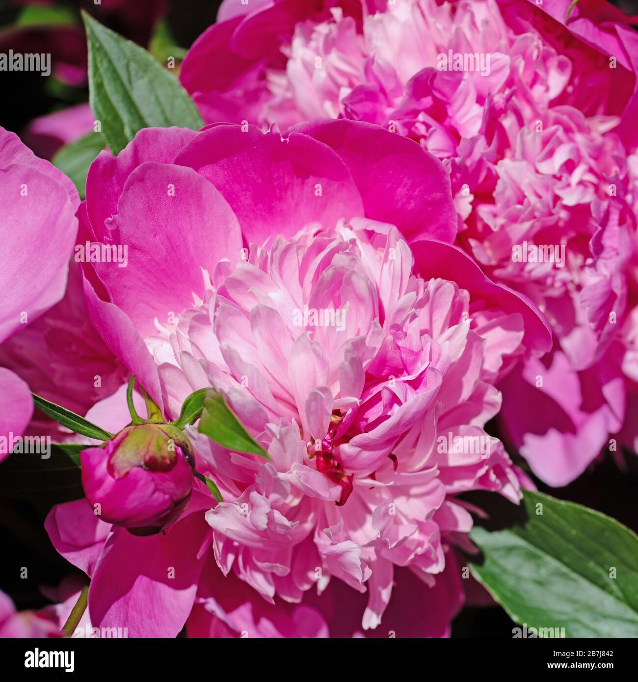 Violet pink peonies hi-res stock photography and images - Alamy