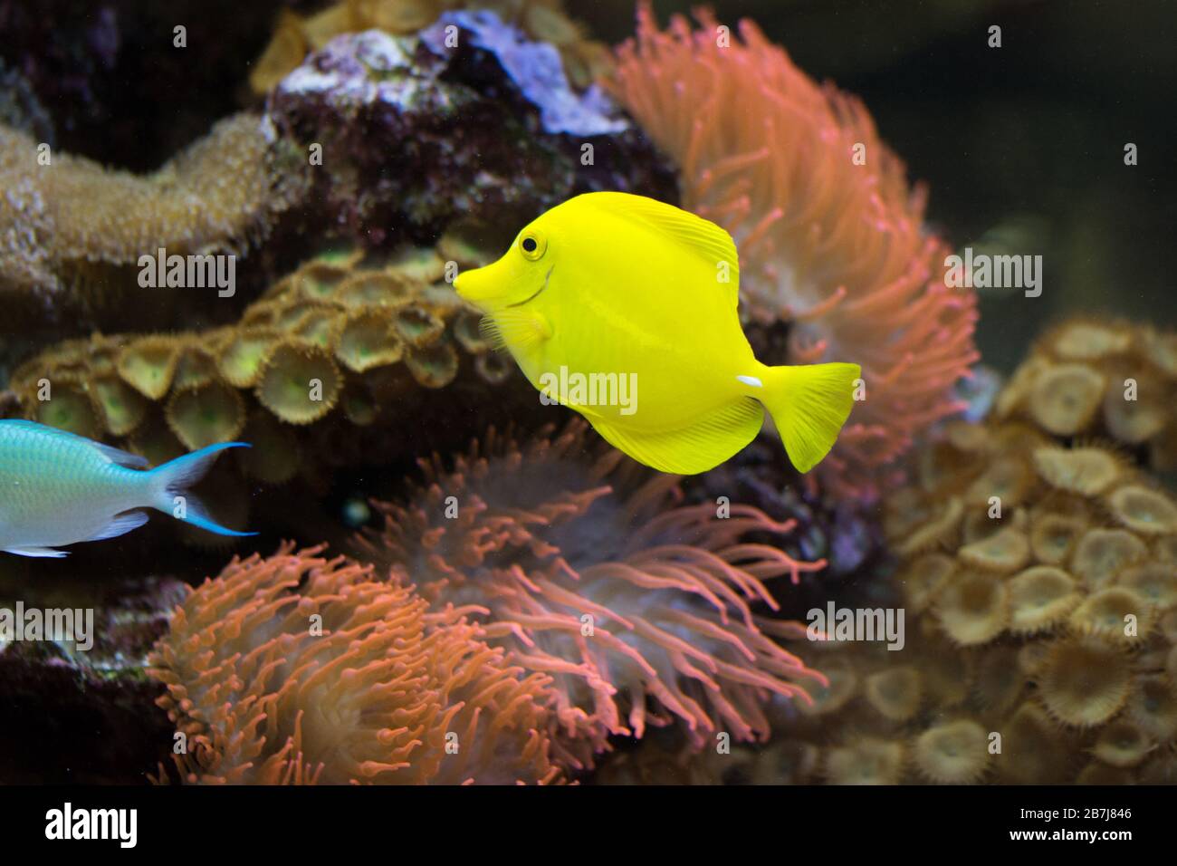 The yellow tang (Zebrasoma flavescens), salt water yellow aquarium fish ...