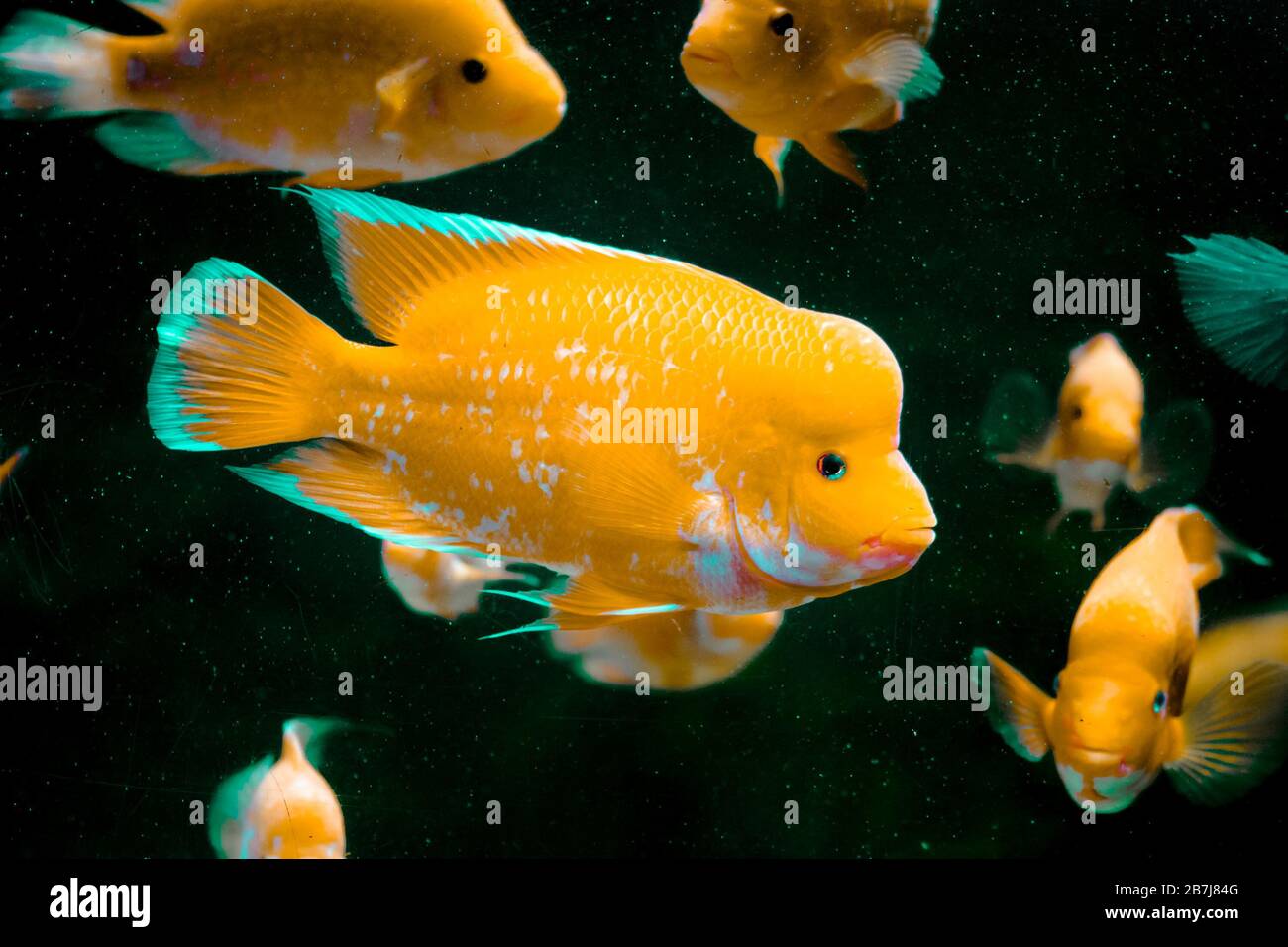 Midas cichlid in aquarium, Amphilophus citrinellus from America Stock ...