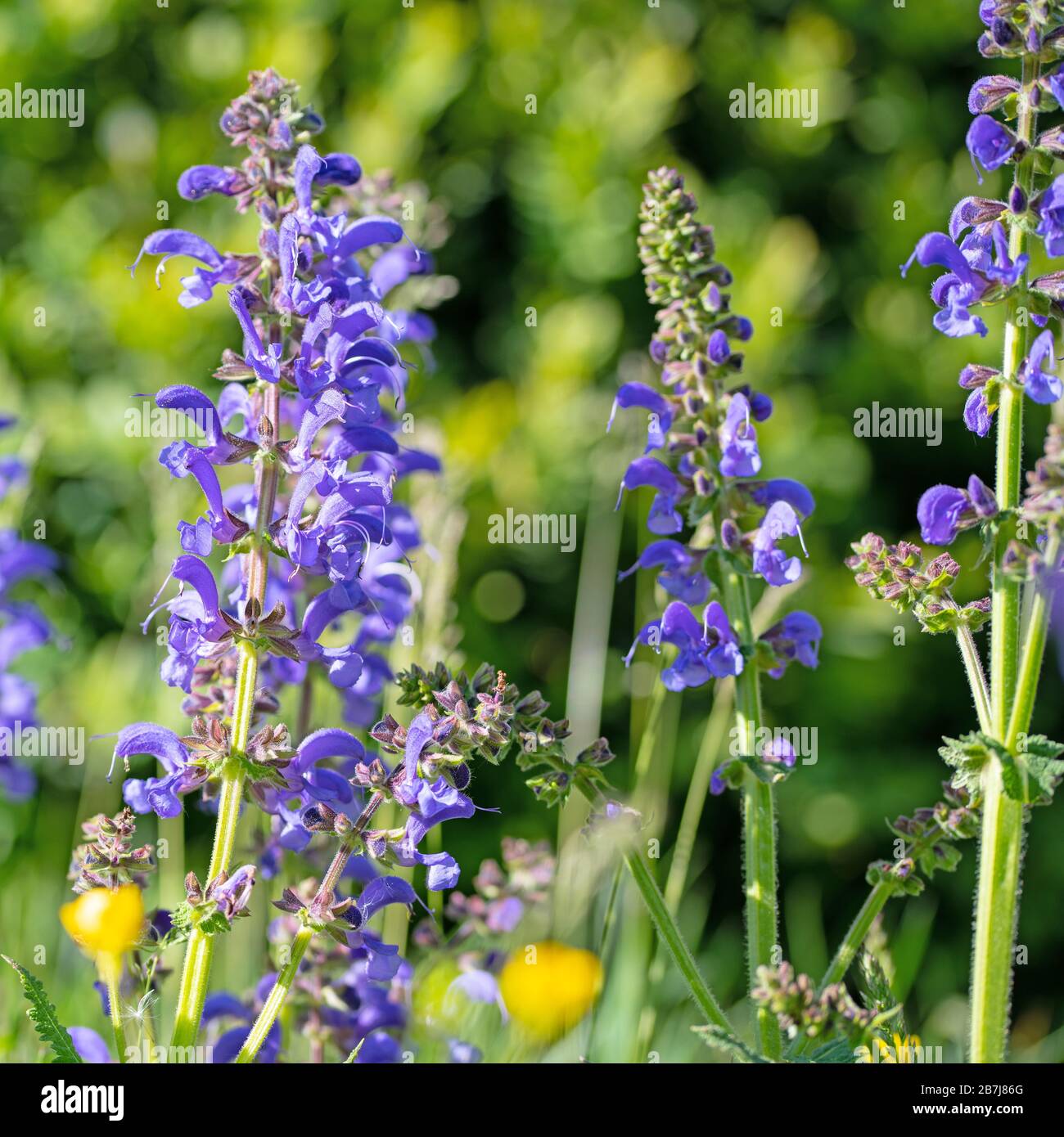Flowering meadow sage, Salvia pratensis Stock Photo - Alamy