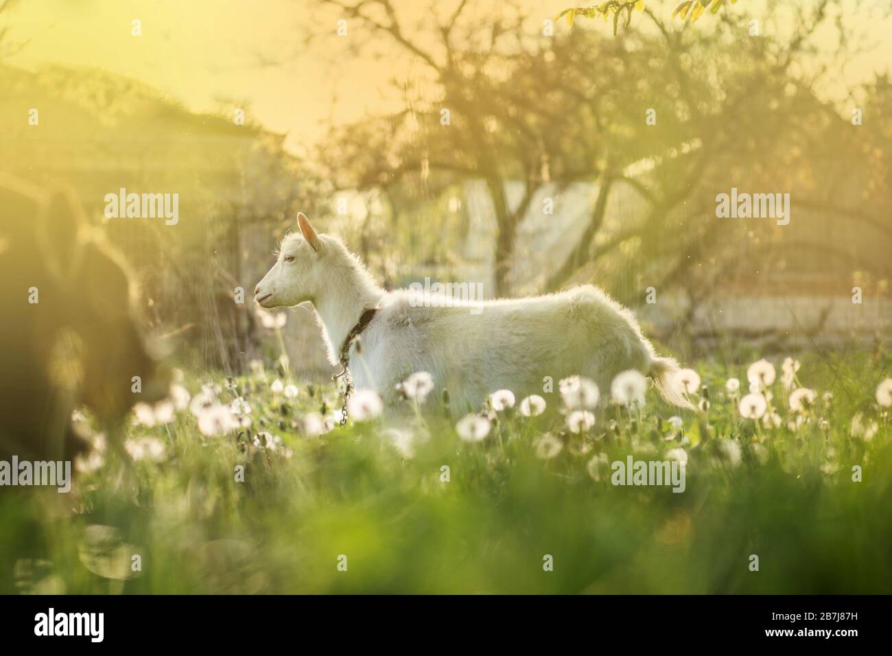 White goat in the yard. Goat in a green field. Home goat on a farm ...