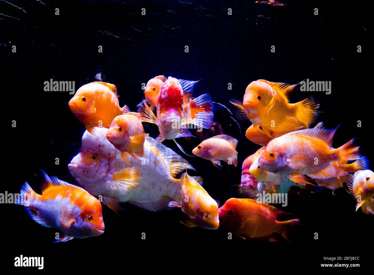 Midas cichlid in aquarium, Amphilophus citrinellus from America Stock ...