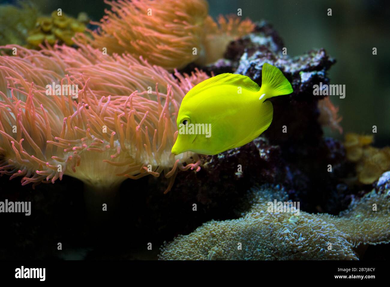 The yellow tang (Zebrasoma flavescens), salt water yellow aquarium fish ...