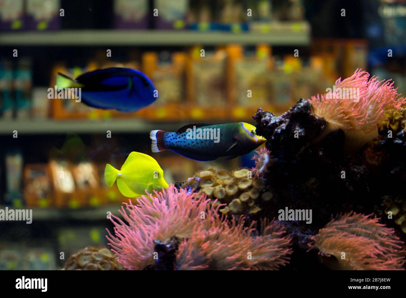 The yellow tang (Zebrasoma flavescens), salt water yellow aquarium fish ...