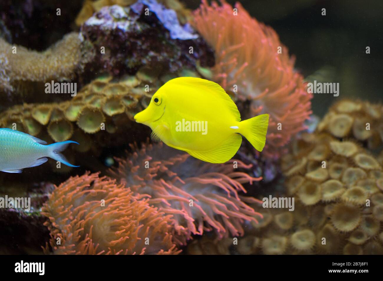 The yellow tang (Zebrasoma flavescens), salt water yellow aquarium fish ...