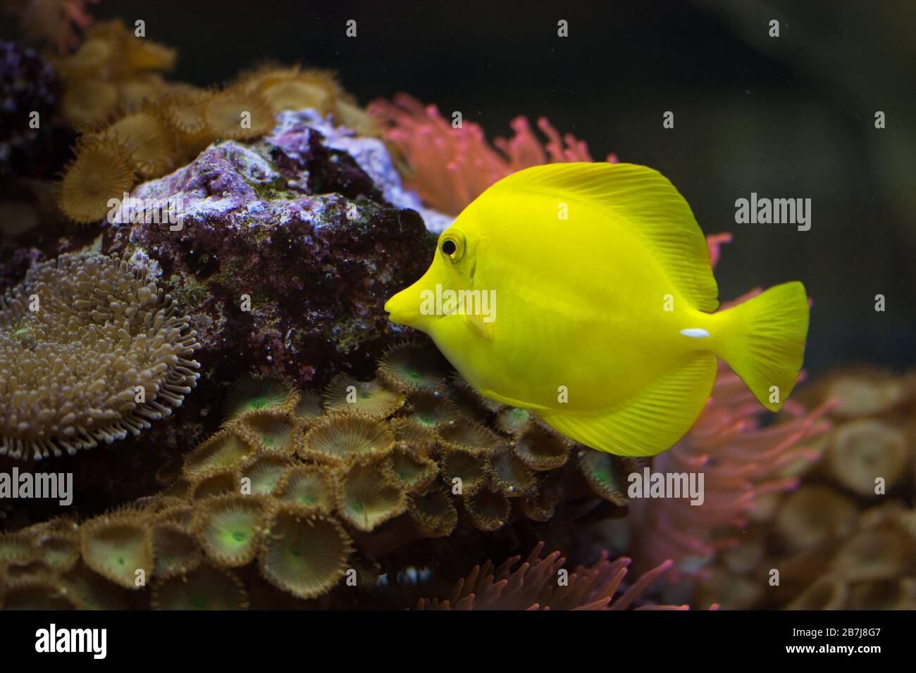 The yellow tang (Zebrasoma flavescens), salt water yellow aquarium fish ...