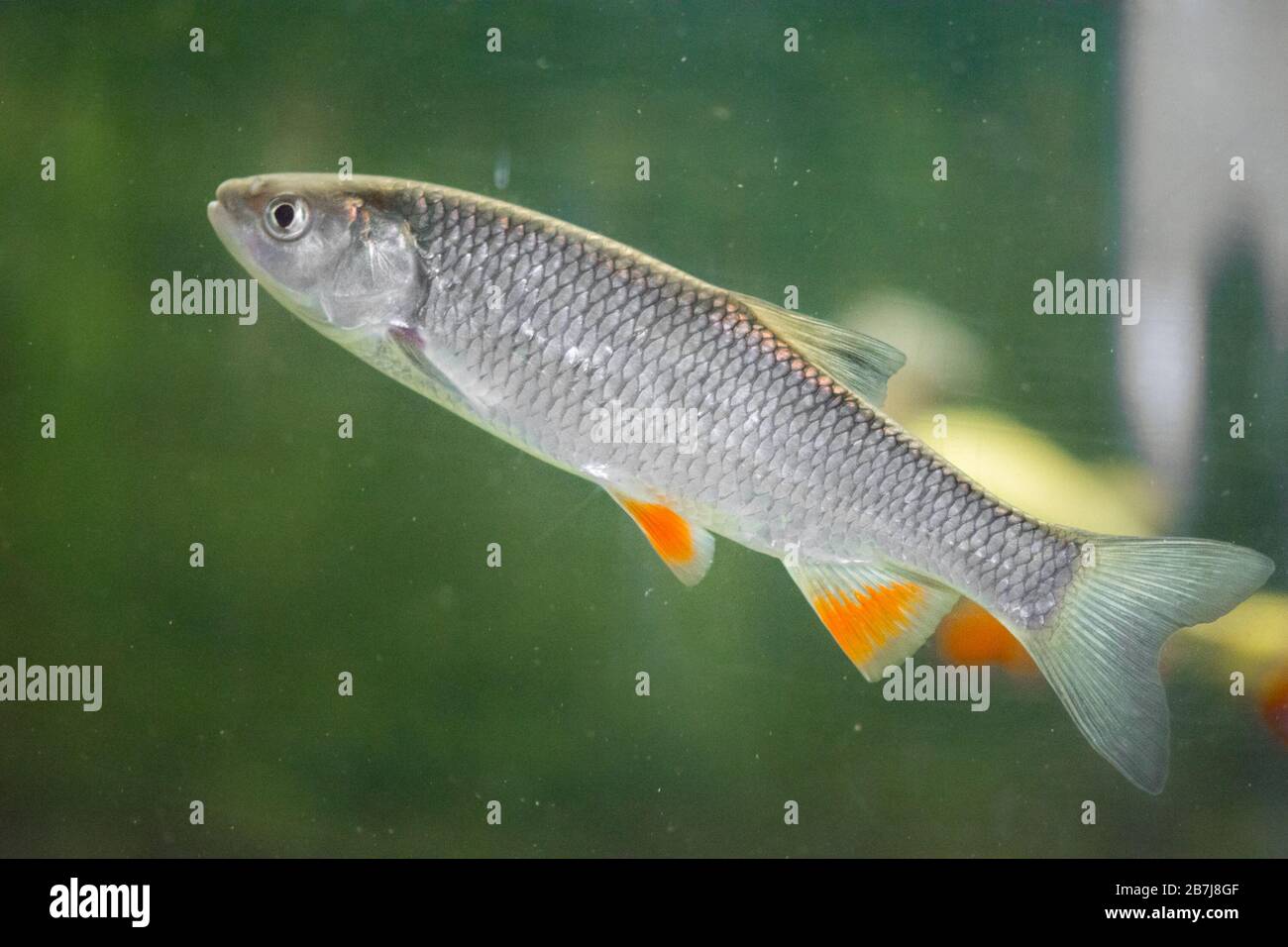 The common rudd - Scardinius erythrophthalmus. Fish from Europe and ...