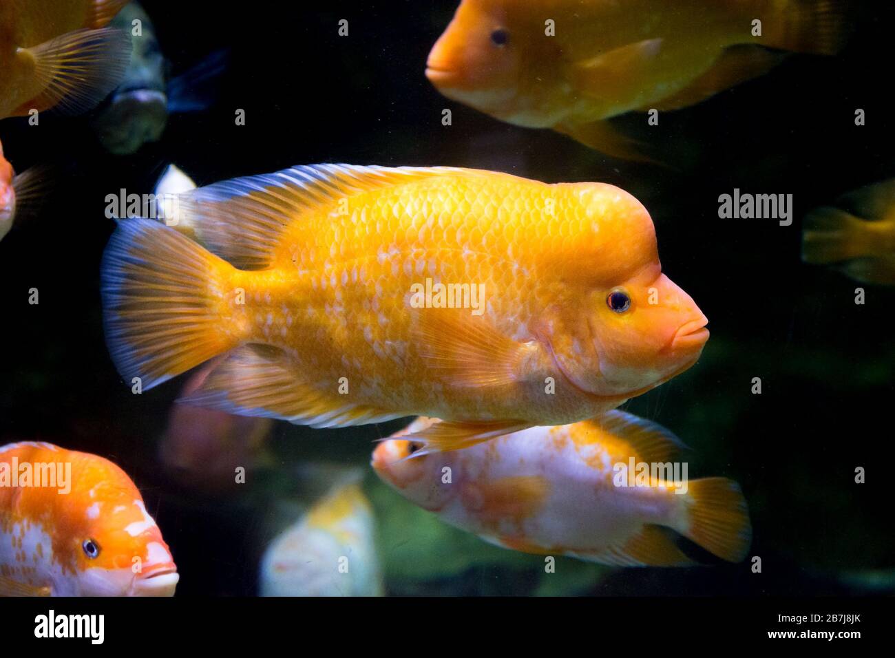 Midas cichlid in aquarium, Amphilophus citrinellus from America Stock Photo - Alamy