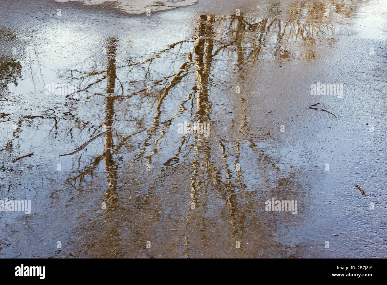 Trees reflection in the puddle on the asphalt road Stock Photo - Alamy