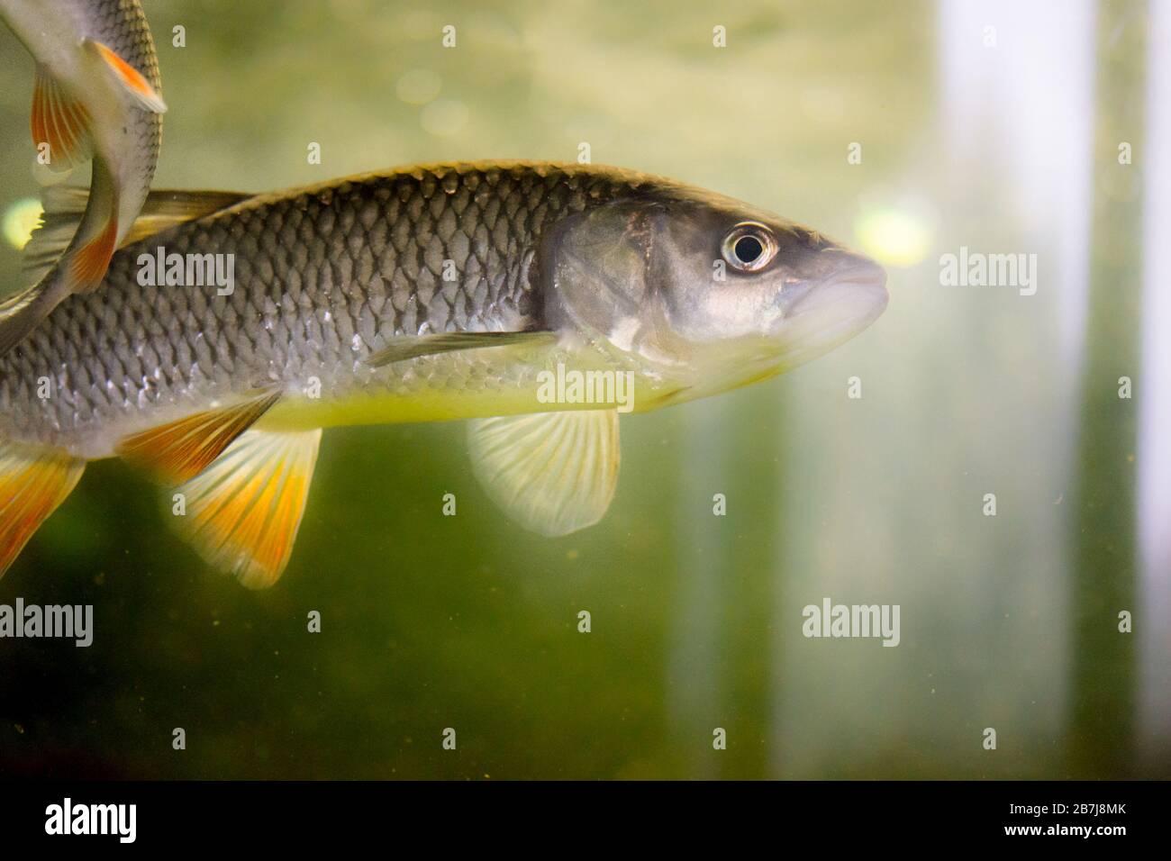 The common rudd - Scardinius erythrophthalmus. Fish from Europe and ...