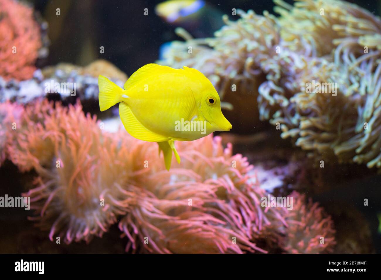 The yellow tang (Zebrasoma flavescens), salt water yellow aquarium fish ...