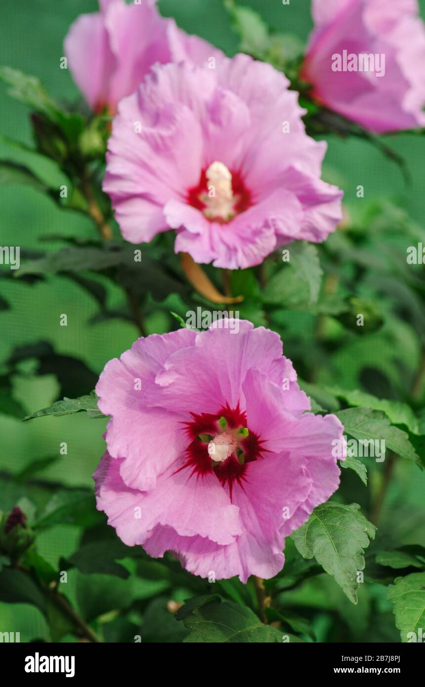 Close up wild hibiscus flowers background. Pink wild bush hibiscus ...