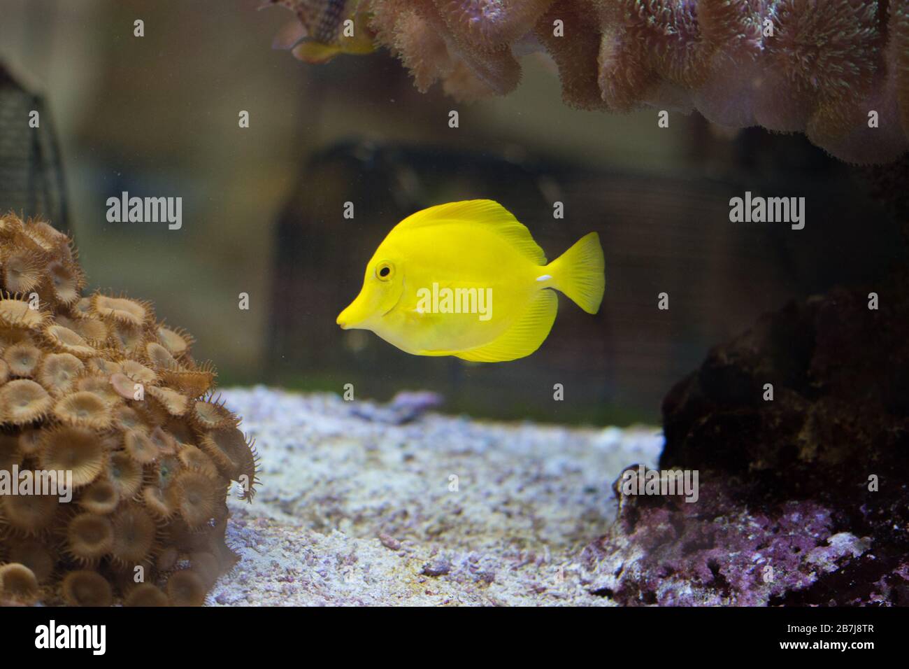 The yellow tang (Zebrasoma flavescens), salt water yellow aquarium fish ...