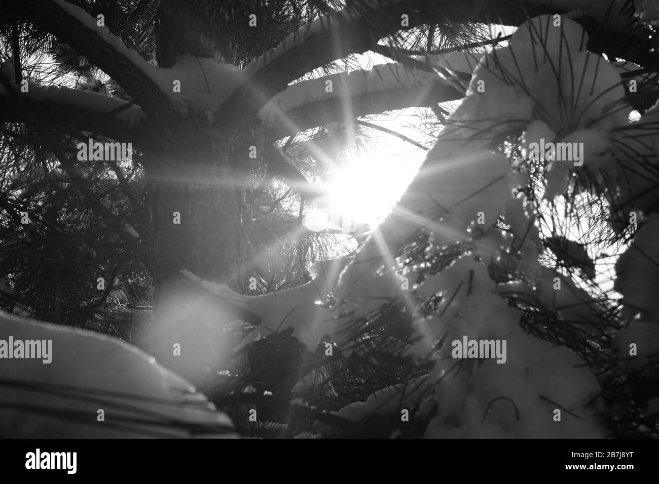 Branches and the sunrise Black and White Stock Photos & Images - Alamy