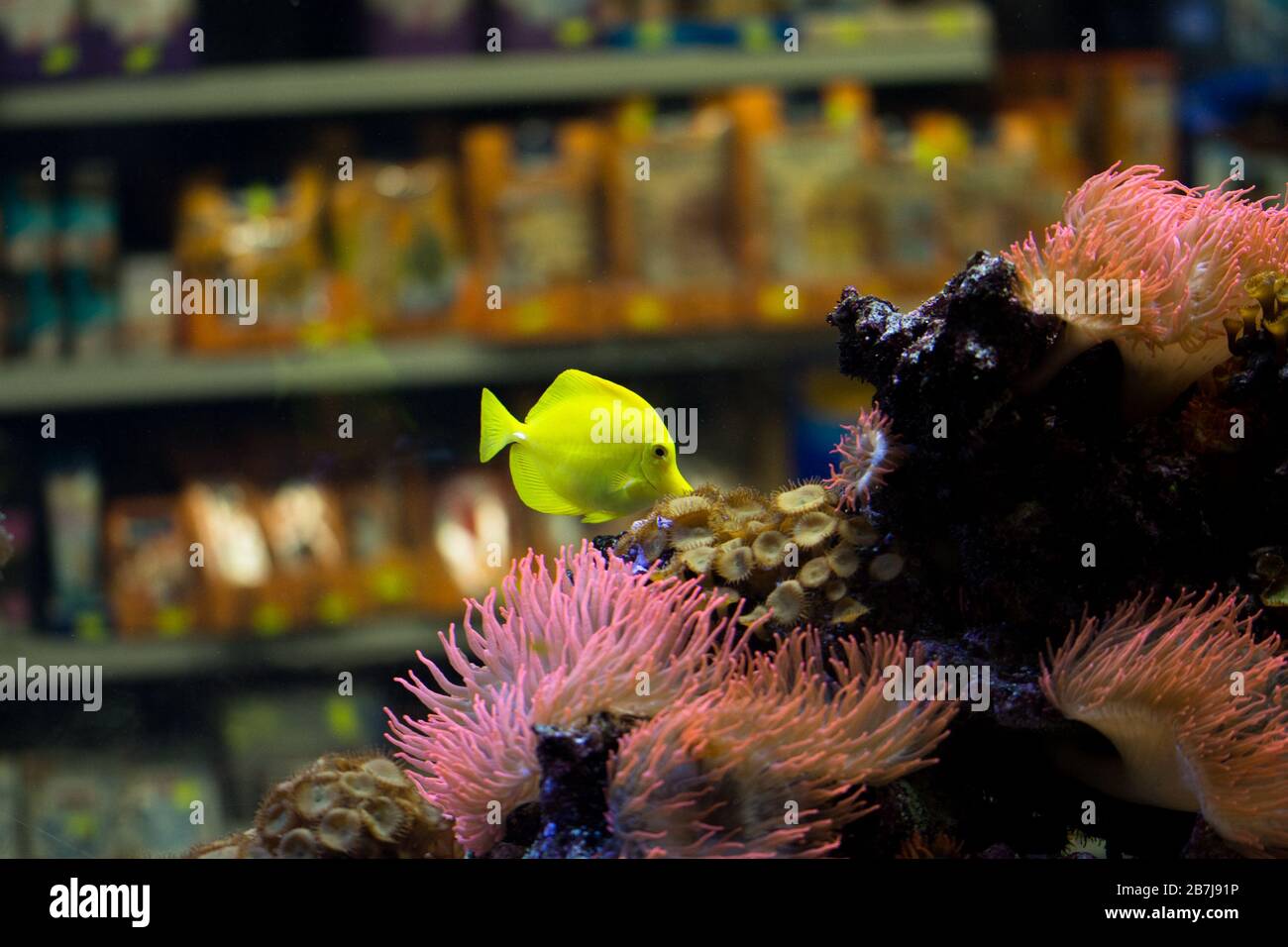 The yellow tang (Zebrasoma flavescens), salt water yellow aquarium fish ...