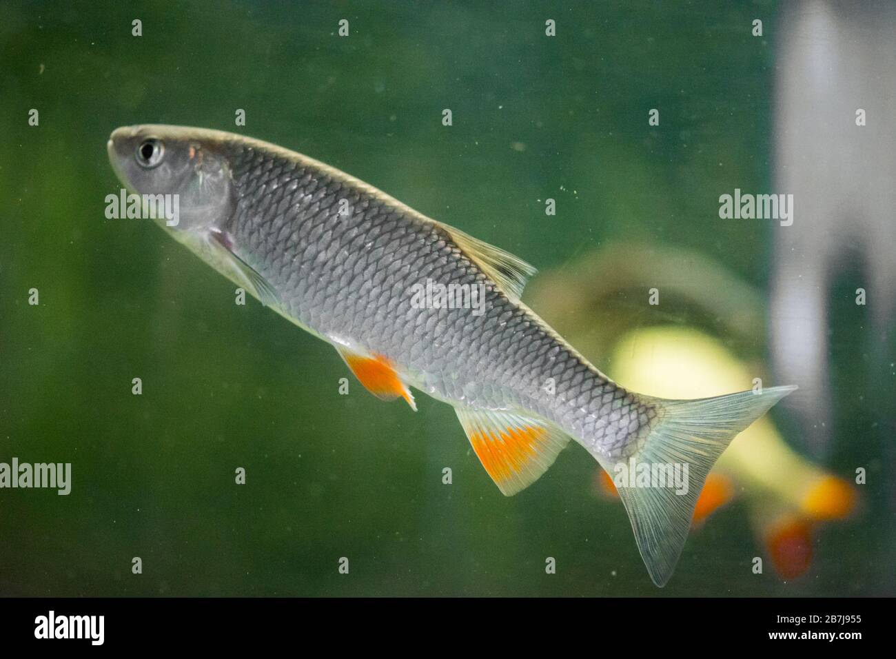 The common rudd - Scardinius erythrophthalmus. Fish from Europe and ...