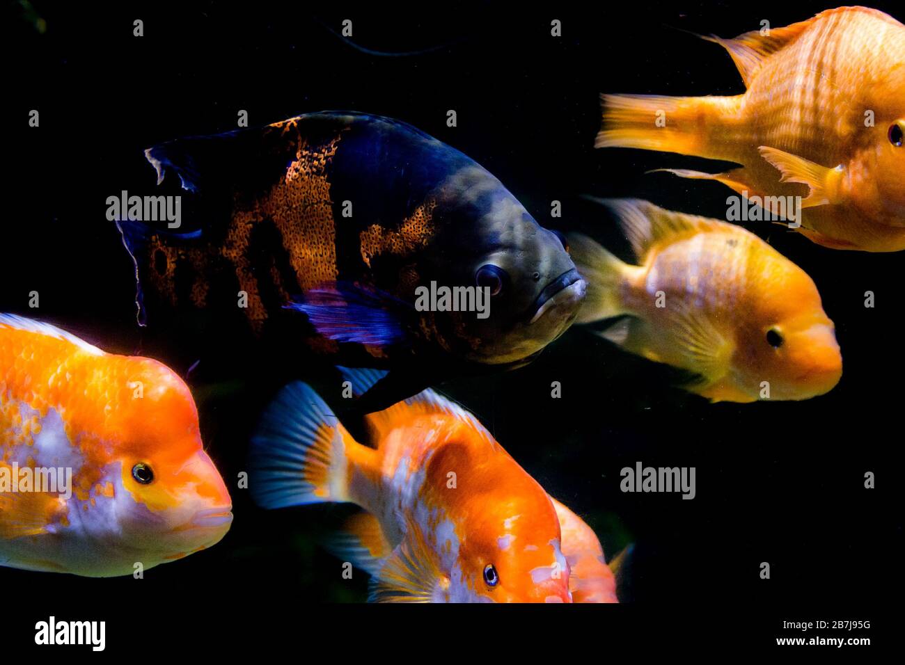 Midas cichlid in aquarium, Amphilophus citrinellus from America Stock ...