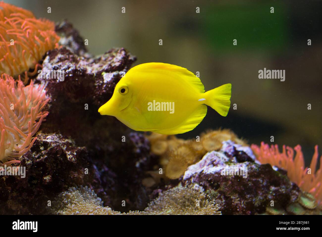 The yellow tang (Zebrasoma flavescens), salt water yellow aquarium fish ...