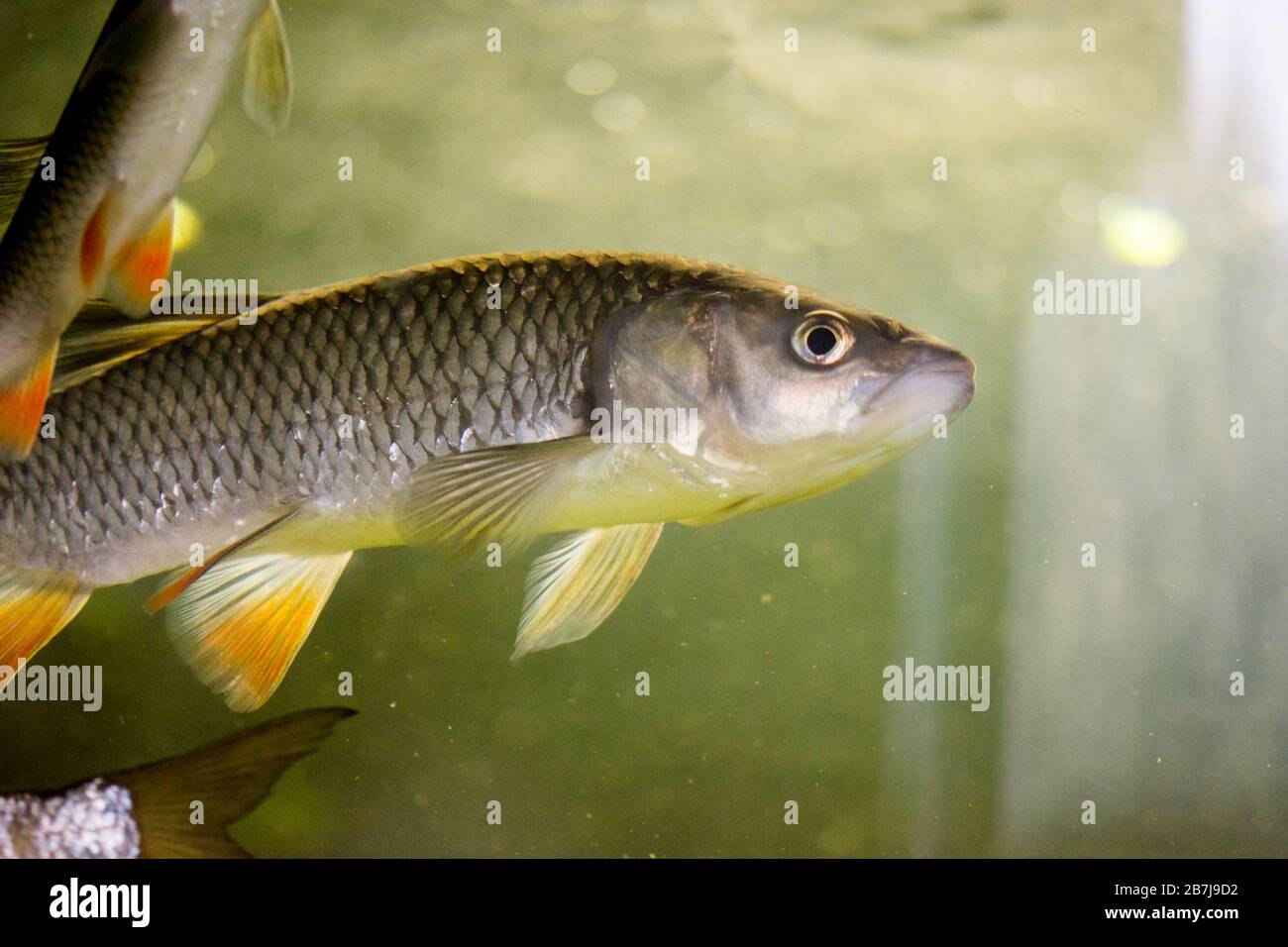 The common rudd - Scardinius erythrophthalmus. Fish from Europe and ...