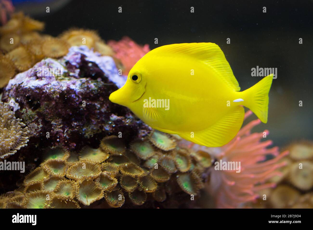 The yellow tang (Zebrasoma flavescens), salt water yellow aquarium fish ...
