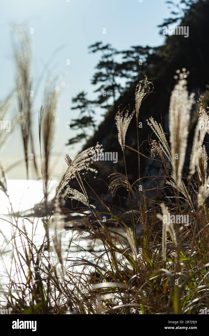 Cape Imamuragasaki, Sagami Bay, close to Enoshima Is, Kanagawa, Sagami ...