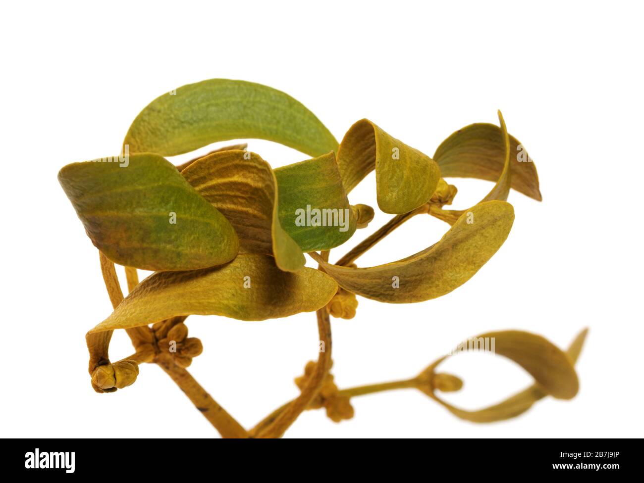 Greenish-yellow branch of common mistletoe Viscum album with foliage ...
