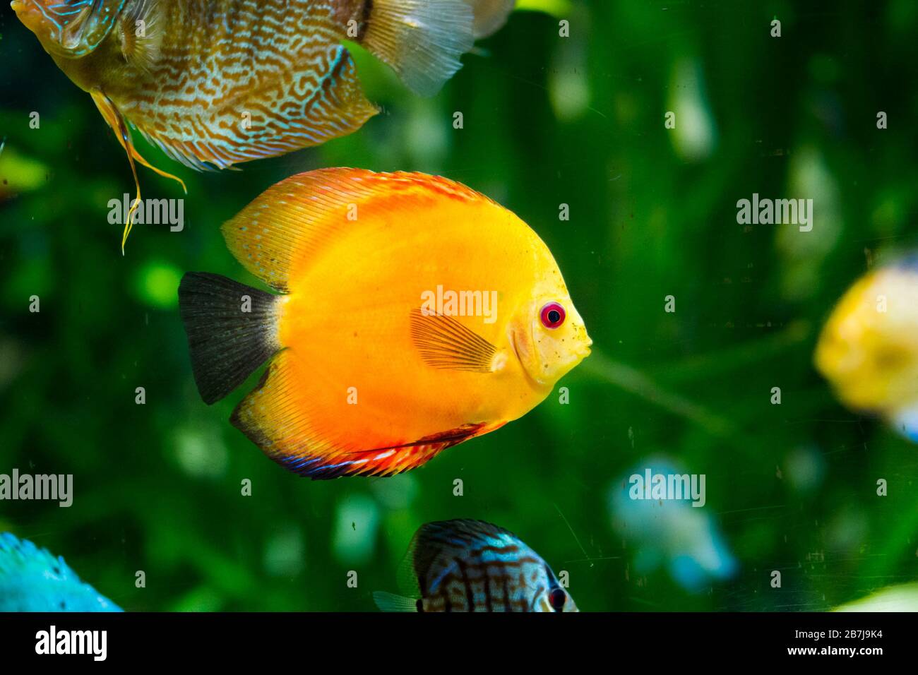 discus fish in aquarium, tropical fish. Symphysodon discus from Amazon ...